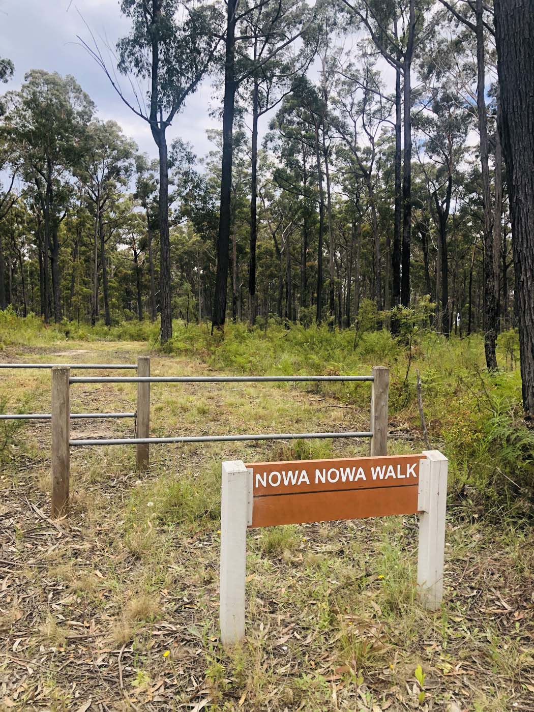Noojee Trestle Bridge Rail Trail Walk (3km) - Gippsland, VIC